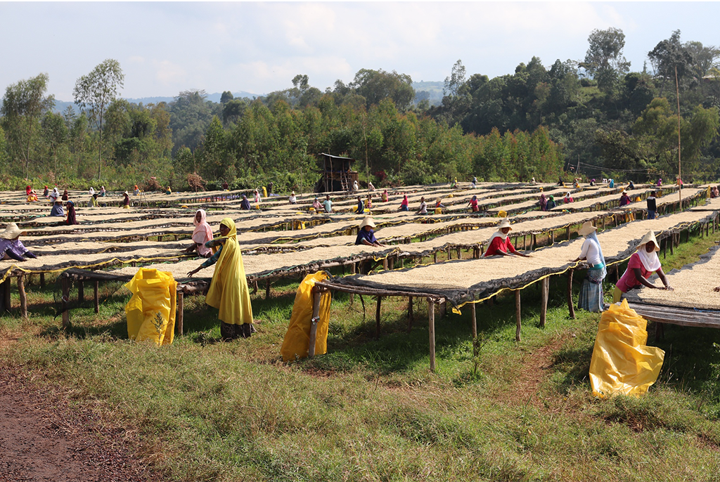 BIFTU GUDINA– GOOD LIFE COFFEE