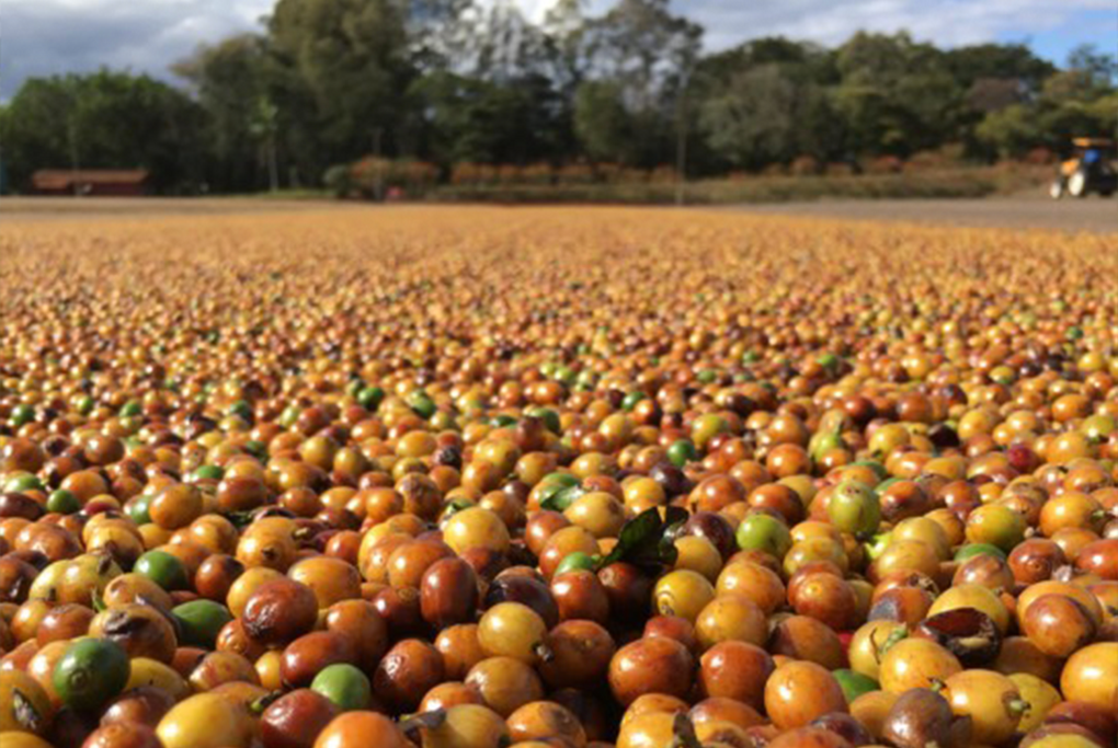 Buy Coffee Beans Online With GOOD LIFE COFFEE