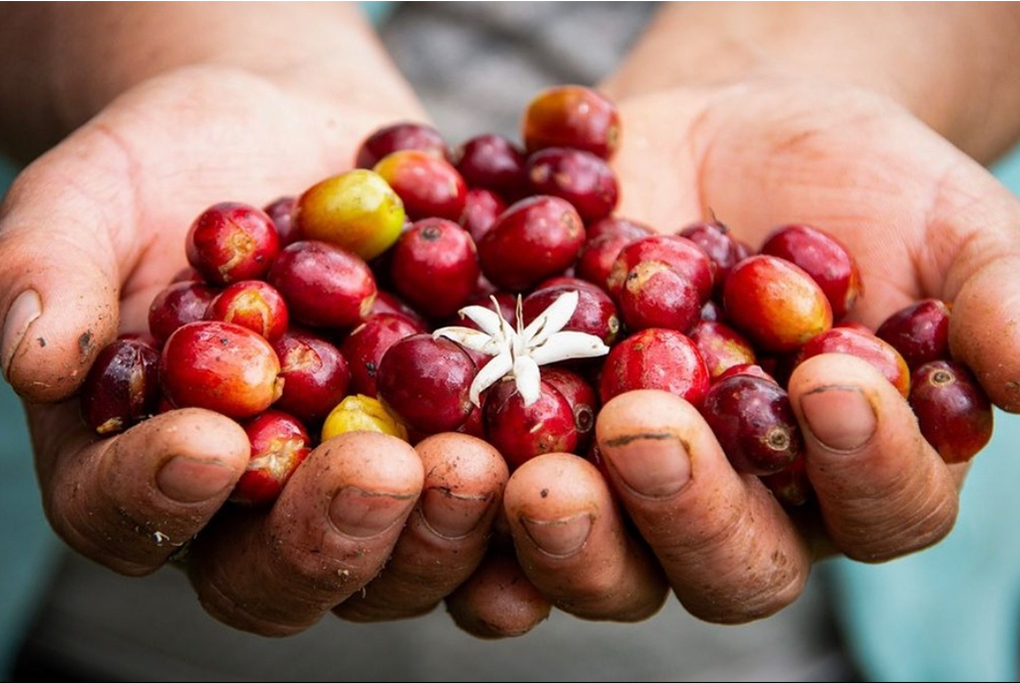 Buy Coffee Beans Online With GOOD LIFE COFFEE