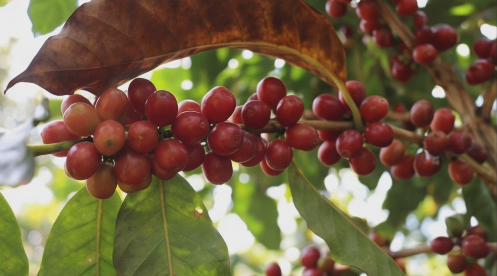 GOOD LIFE COFFEE ROASTERS | Free UK delivery on ALL orders.