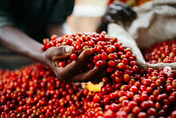 Buy Coffee Beans Online With GOOD LIFE COFFEE